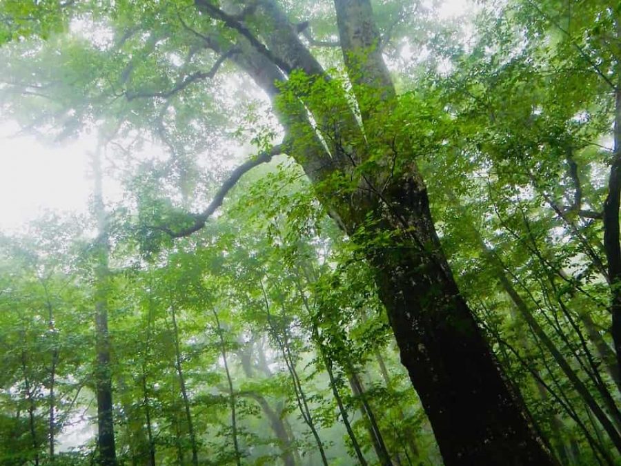 El escondite en el bosque de cedros de Yakushima | Japonear