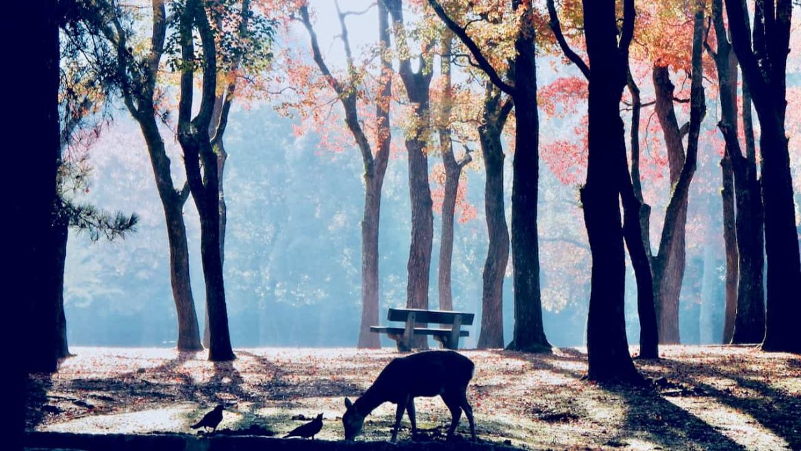 Ciervos Sagrados del parque Nara - Japonear